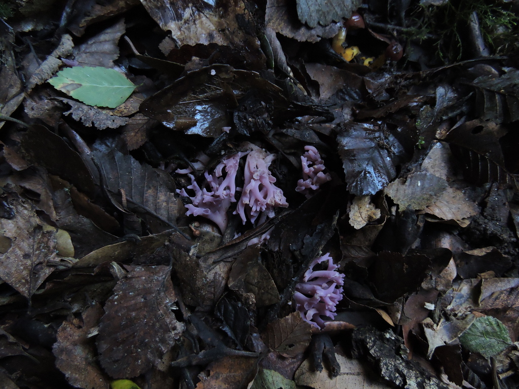 violet coral fungus in May 2017 by María José Dibán · iNaturalist