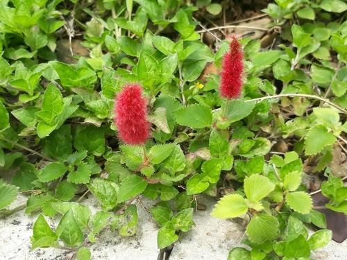 Dwarf Chenille Plant (Acalypha pendula) · iNaturalist