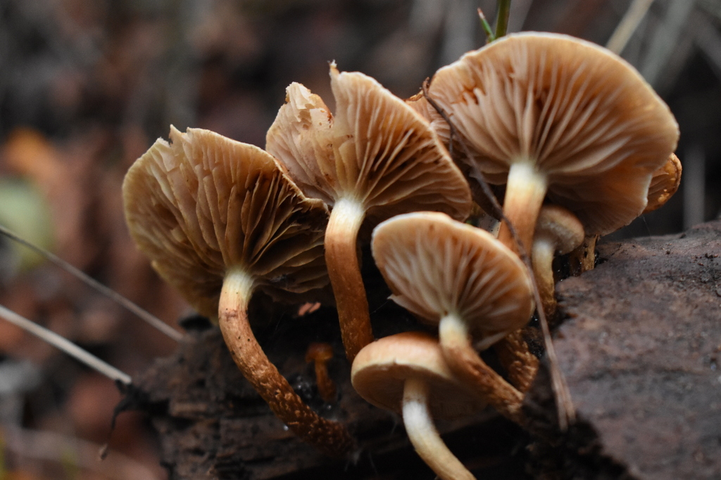 Pholiota multicingulata from Cerro El Poqui on July 07, 2019 at 05:57 ...