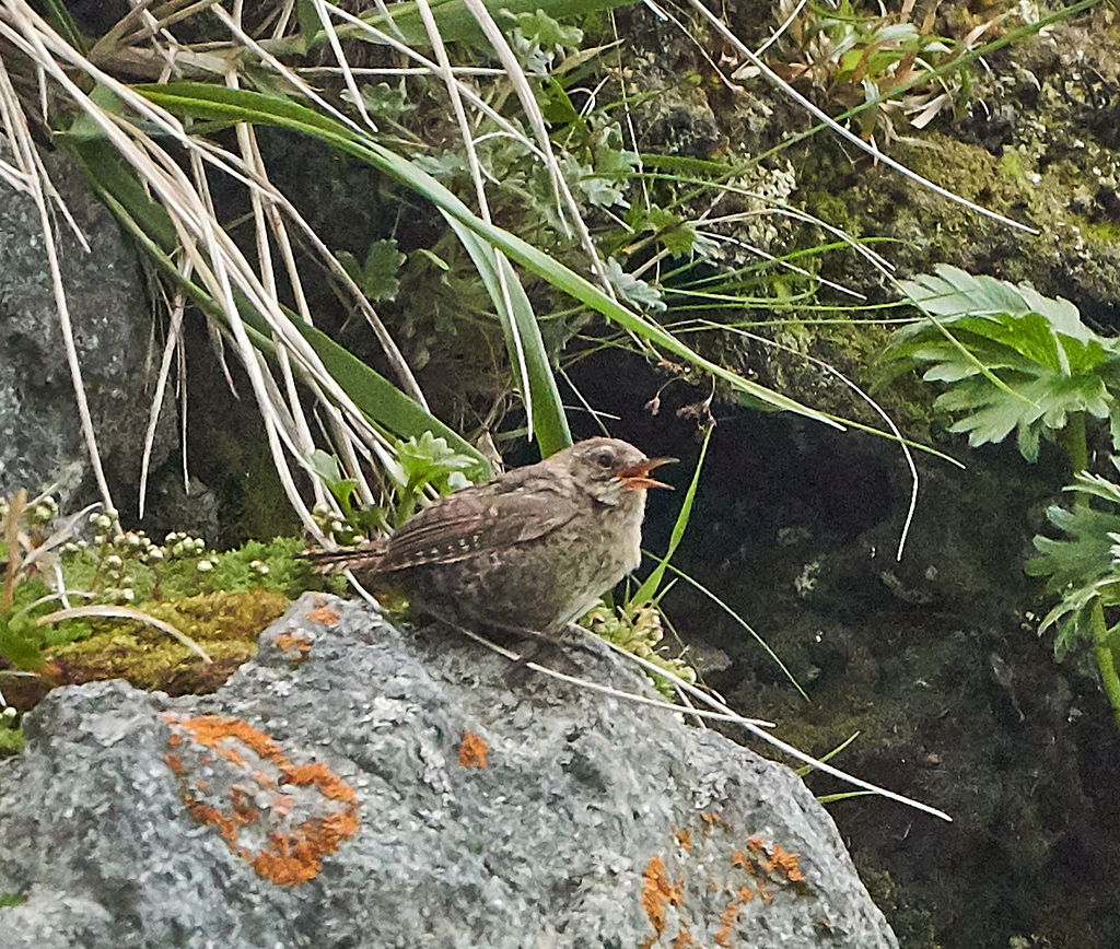 (Troglodytes troglodytes pallescens) - Avian Discovery