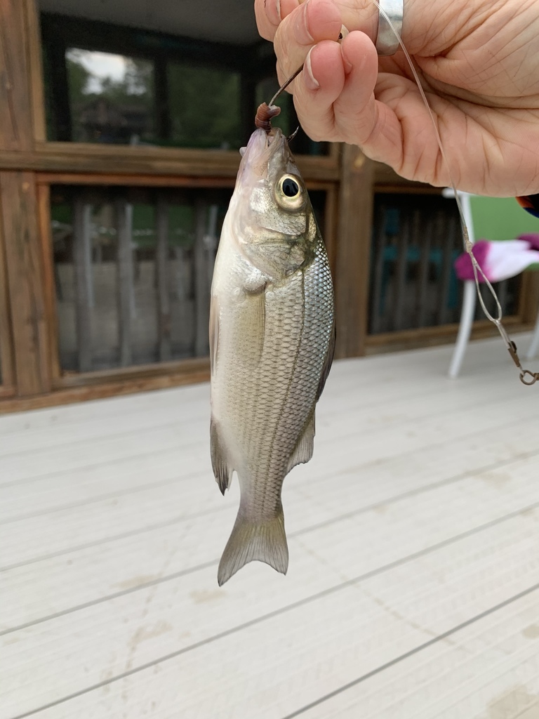 White Perch from Lake Anna, Mineral, VA, US on May 25, 2020 at 07:57 PM ...