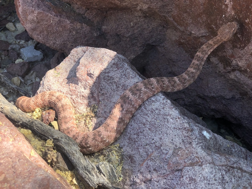 Southwestern Speckled Rattlesnake in May 2020 by Mike Rochford ...