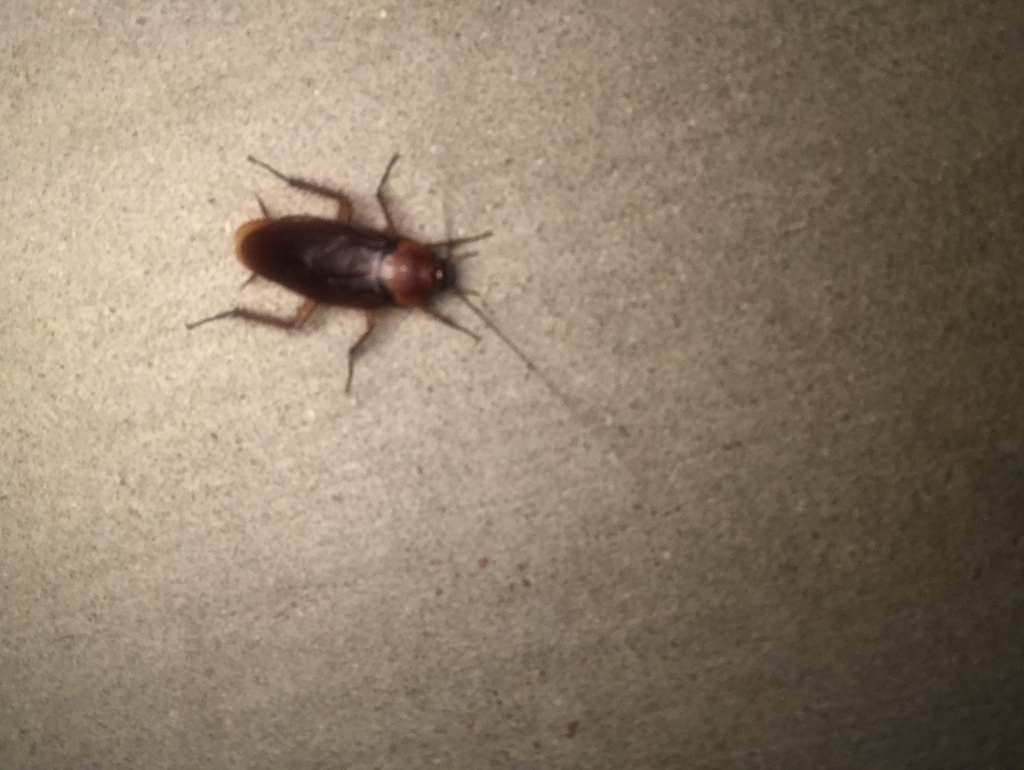 American Cockroach from Washington University in St. Louis, Saint Louis ...