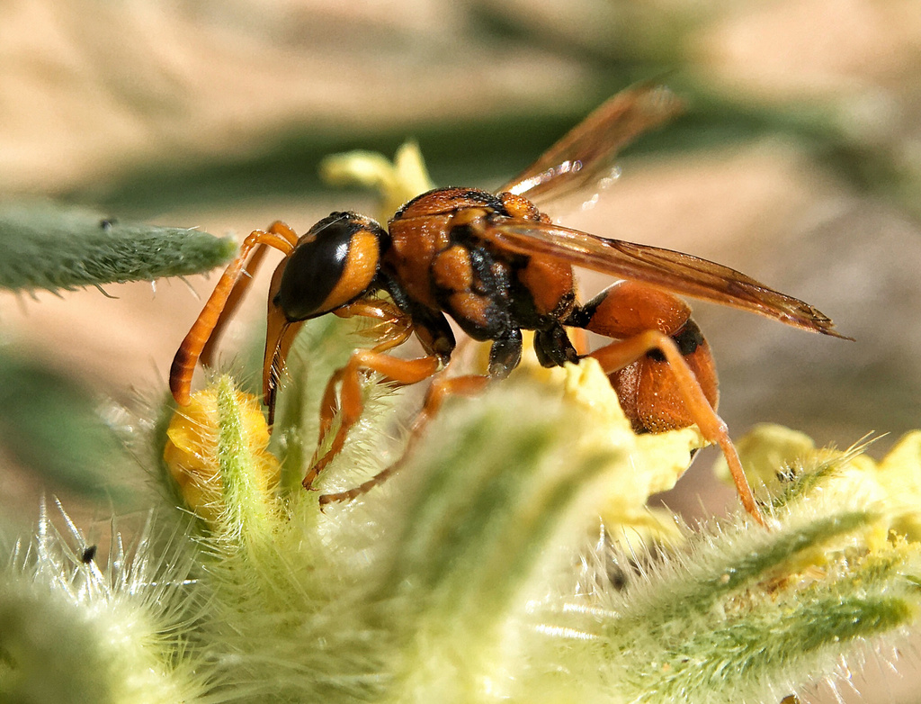 Pterocheilus sinopis from Los Lunas, NM, US on May 25, 2020 at 12:02 PM ...
