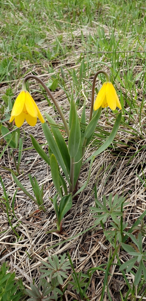 yellow fritillary from Lundbreck, AB T0K 1H0, Canada on May 25, 2020 at ...