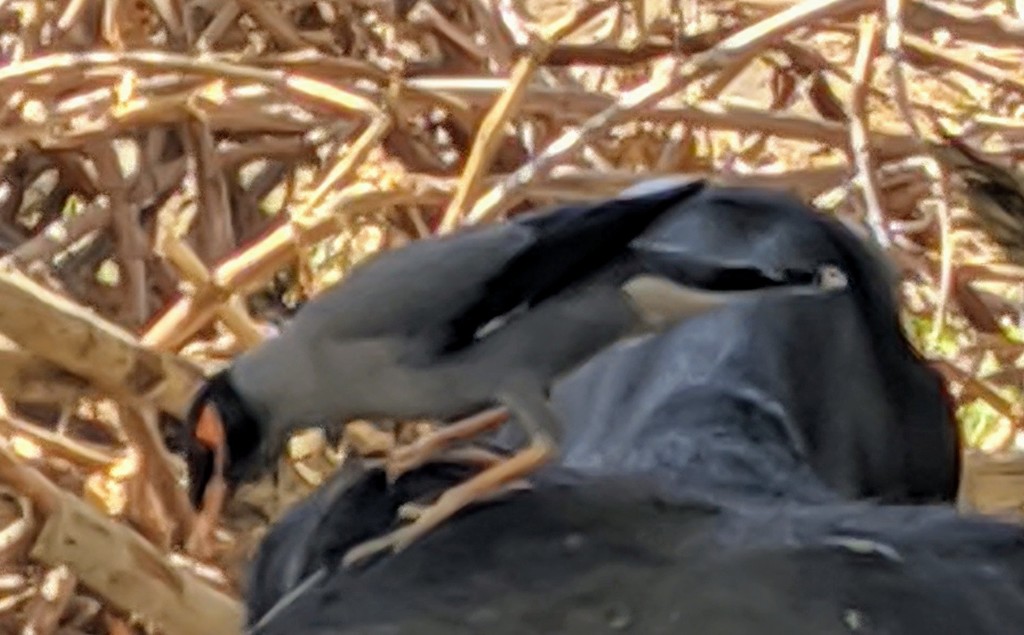 Bank Myna in May 2020 by Dc Highvolt · iNaturalist