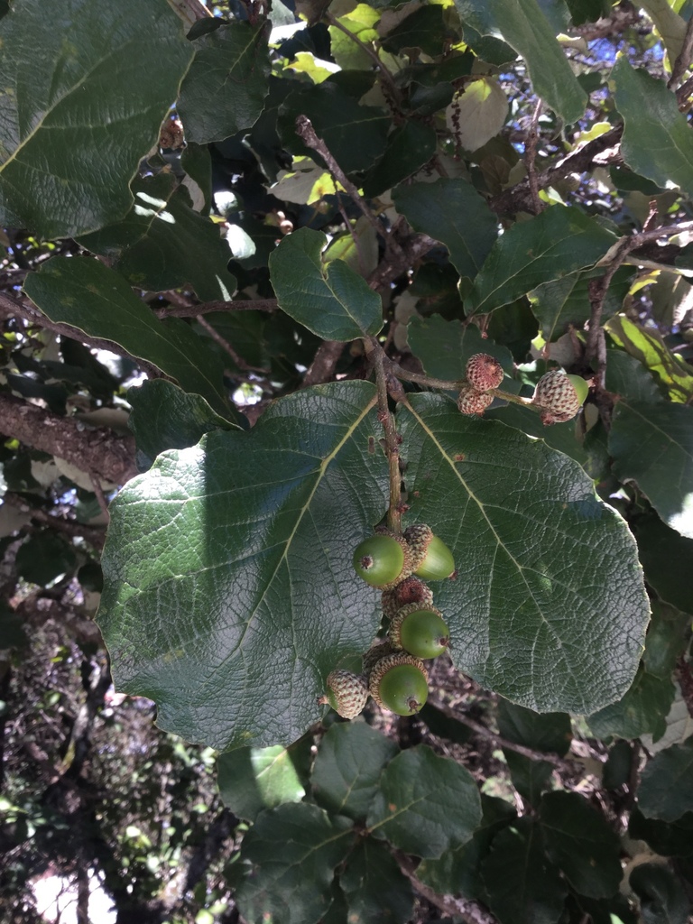 Encino quiebra hacha (Plantas de los Altos de Jalisco) · iNaturalist
