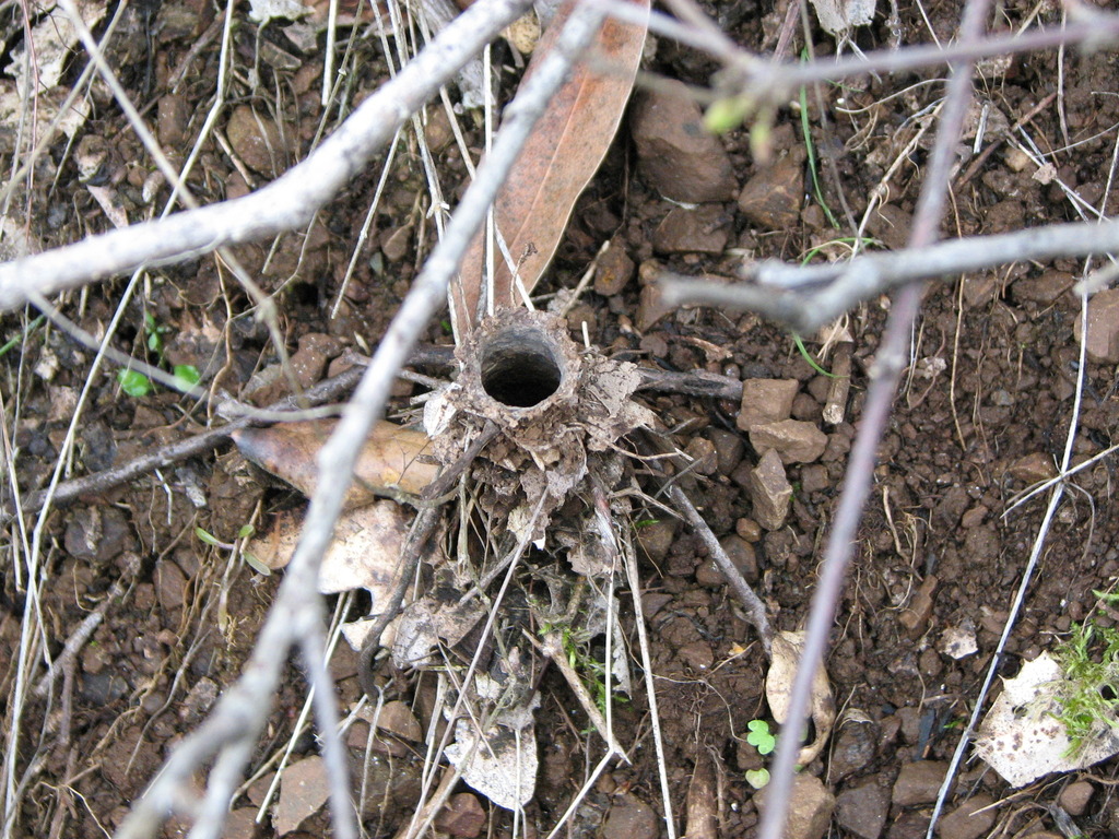 California Turret Spider from Rancho Cañada del Oro Open Space Preserve ...