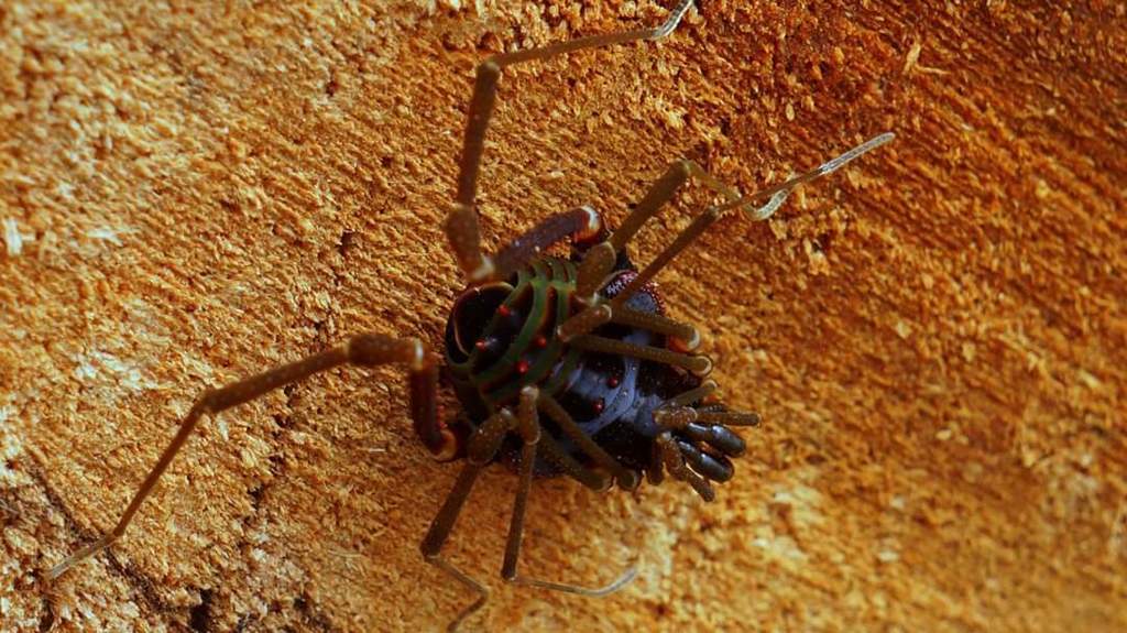 Sadocus asperatus from Carahue, Araucanía, Chile on October 05, 2016 by ...