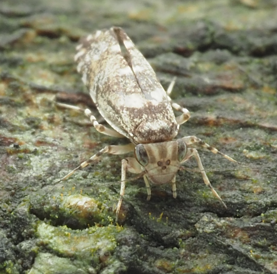 Tropical Barklice from St. Lazarus' Parish, Macao on May 26, 2020 at 10 ...