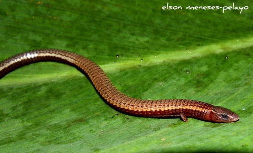Two-colored Bachia observed by elson on December 2, 2011 · iNaturalist.org