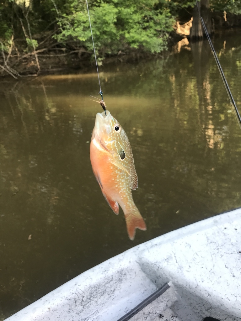 Longear Sunfish from 39562, Moss Point, MS, US on April 27, 2017 at 05: ...