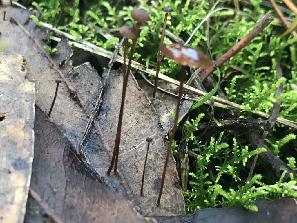 Marasmiineae from Old Tanjil Road, Willow Grove, VIC, AU on May 5, 2020 ...