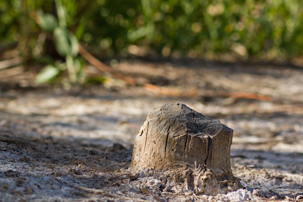 American Beaver from Las Vegas, NV, USA on April 29, 2017 at 07:58 AM ...
