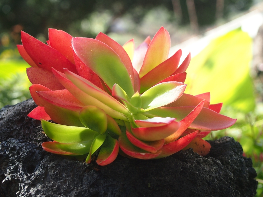 Redspot Stonecrop from Santa Cruz de La Palma on February 23, 2014 at ...