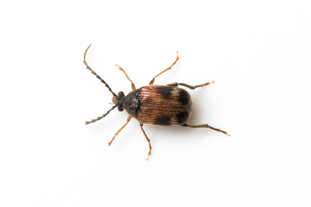 Callosobruchus from Rhodes, Greece on May 11, 2020 at 04:59 PM by ...
