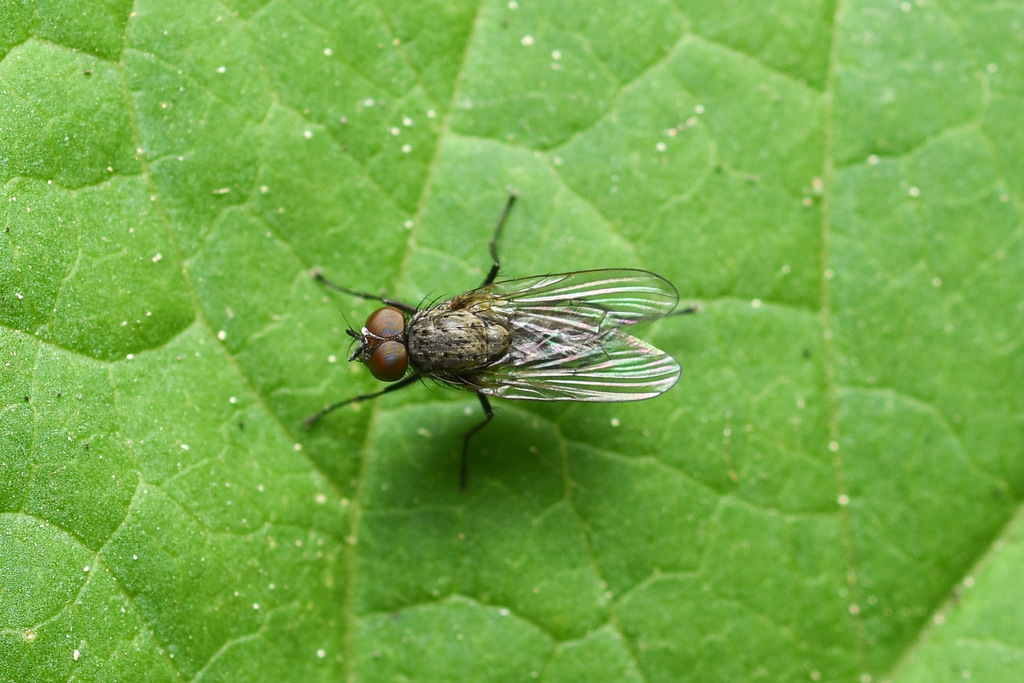 Root-maggot Flies from Thessalia, Greece on May 19, 2020 at 10:59 AM by ...