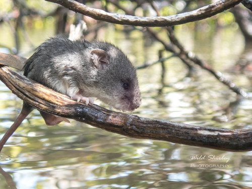 Water Mouse (Xeromys myoides) · iNaturalist Guatemala