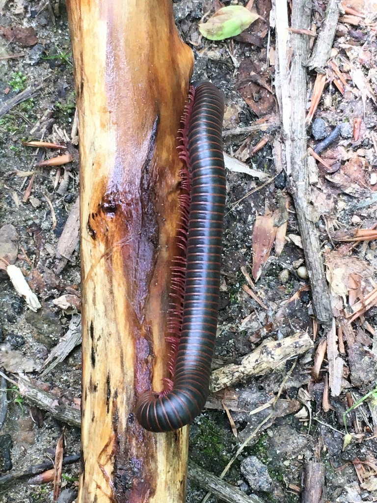 American Giant Millipede Complex from Ellicott City, MD, US on May 27 ...