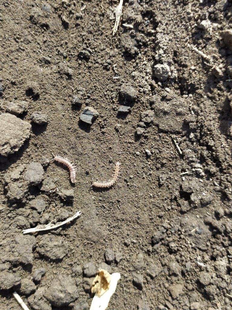 Polydesmus inconstans desde Алтайский край, Россия, 658075 el 24 de ...