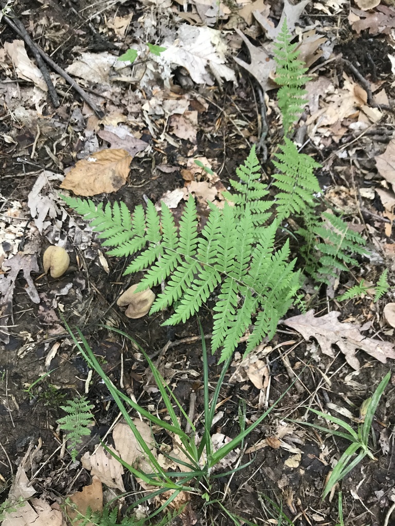northern lady fern from Level Rd, Churchville, MD, US on May 27, 2020 ...