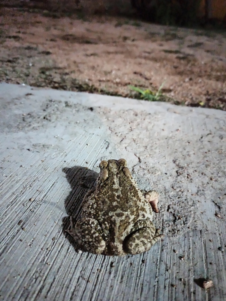 Pine Toad from San Juan, 71240 Cuilápam de Guerrero, Oax., México on ...