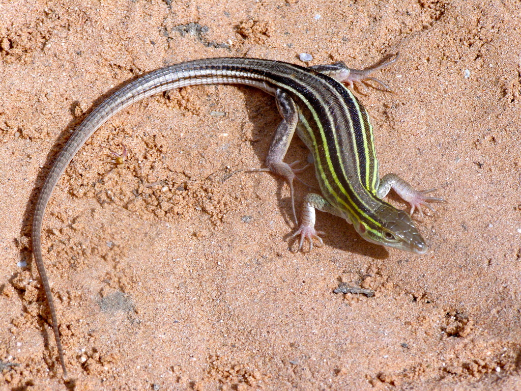 The Most Widespread Lizard in Alabama: The Six-Lined Racerunner ...