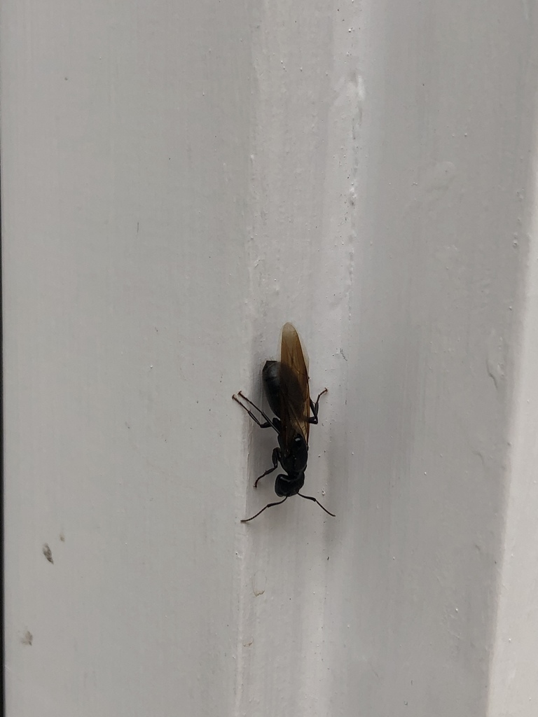Eastern Black Carpenter Ant from Meeting House Rd, Knoxville, TN, US on ...