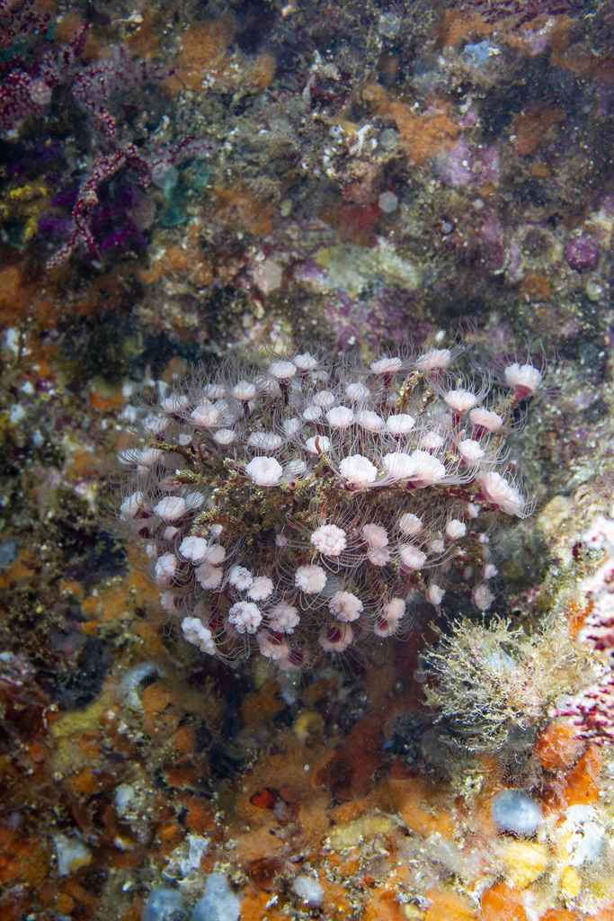 tubular hydroid from Mismaloya, Jalisco, Mexico on December 30, 2019 at ...