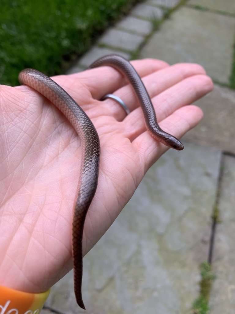 Eastern Worm Snake from New England Woods Dr, Burke, VA, US on May 27 ...