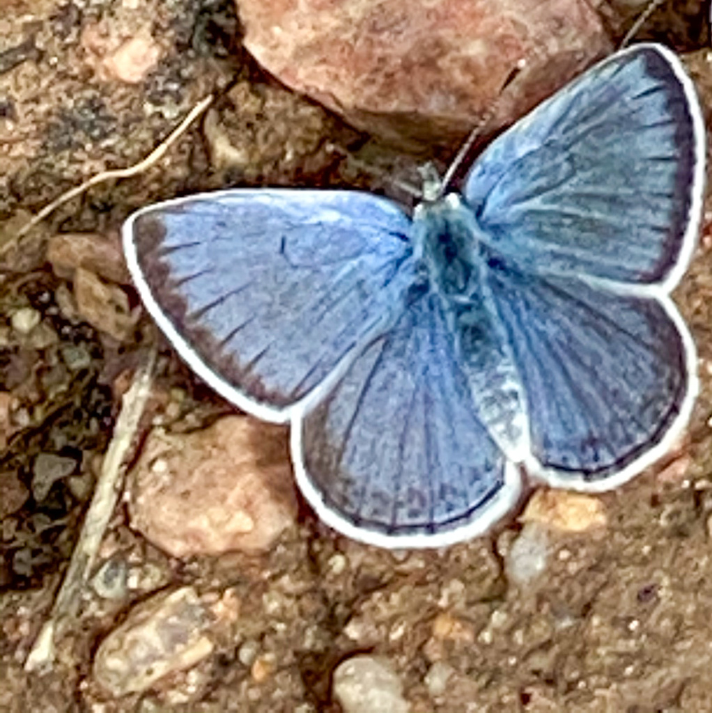 Western Tailed-Blue from Roxborough State Park, Littleton, CO, US on ...