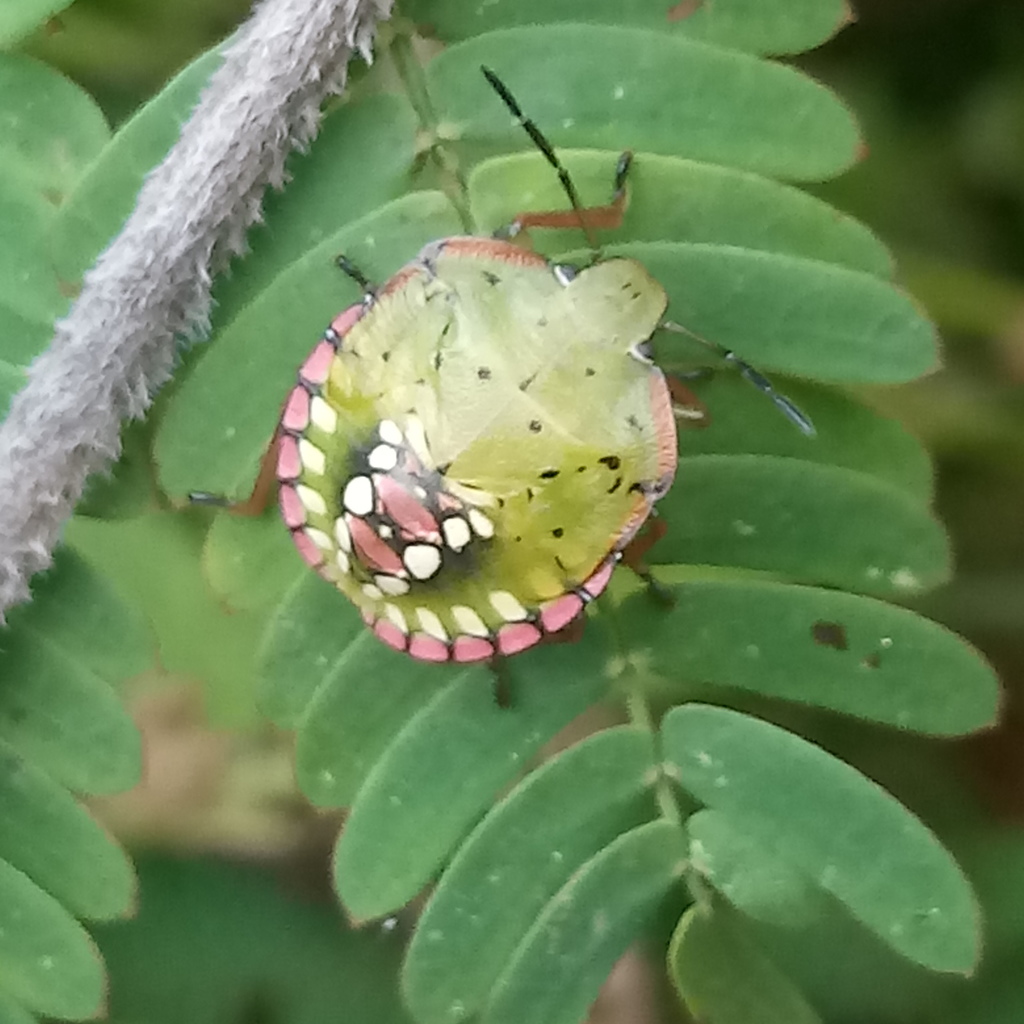 Southern Green Stink Bug from João Pessoa on May 26, 2020 at 03:52 PM ...