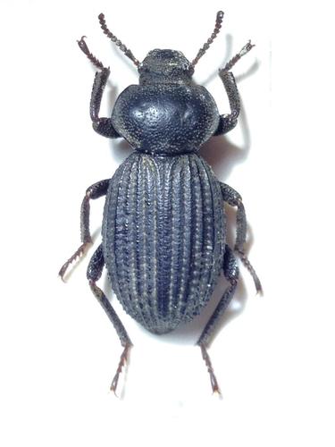 Scotobius rugosulus · iNaturalist