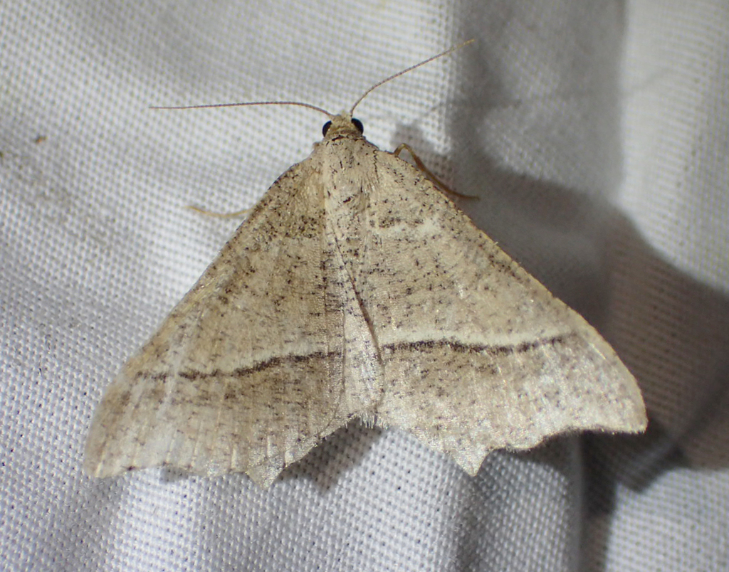 Baccharis Inchworm Moth from Sweeney Granite Mountains Desert Research ...