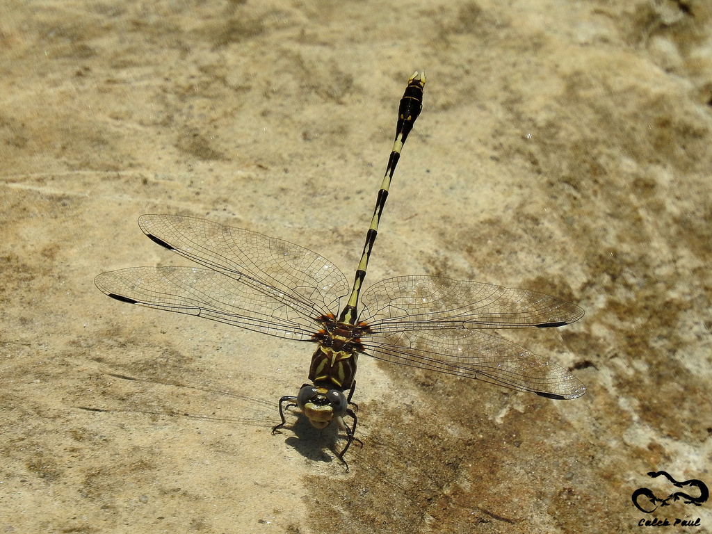 Common Sanddragon from Gillespie, Texas, United States on May 24, 2020 ...