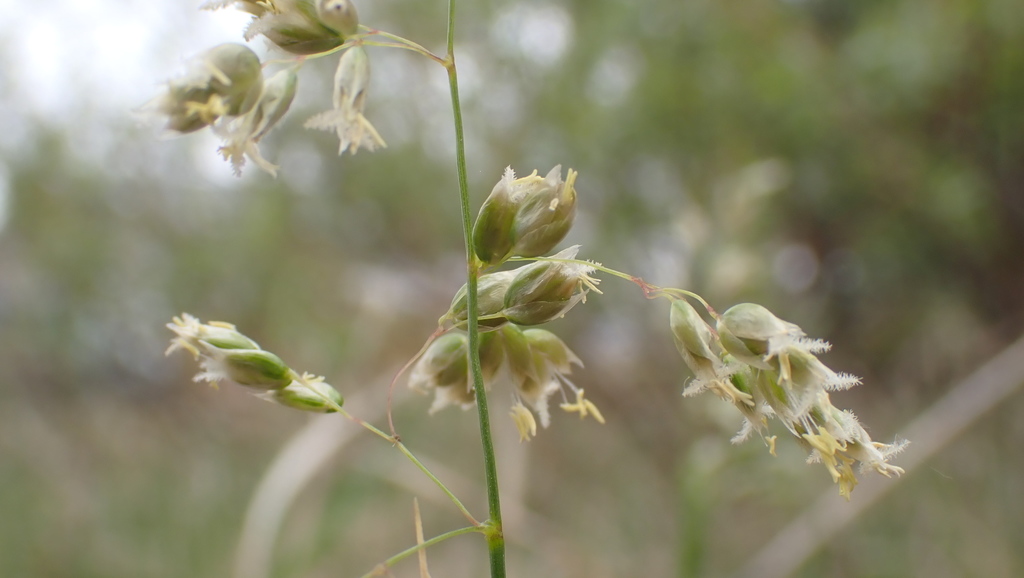 northern sweetgrass from Division No. 6, SK, Canada on May 24, 2020 at ...