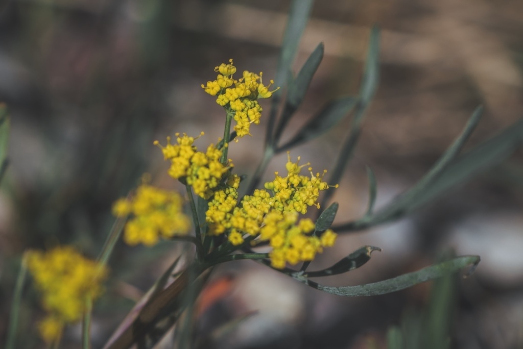 Fernleaf Biscuitroot from Grand Teton National Park, Alta, WY, US on ...