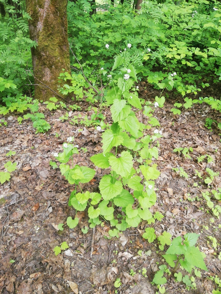garlic mustard from Первомайский район, Минск, Беларусь on May 28, 2020 ...