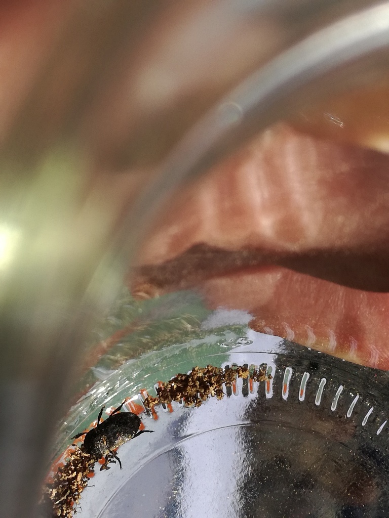 Dermestes laniarius on May 4, 2020 by Angelika Wlo. dav · iNaturalist