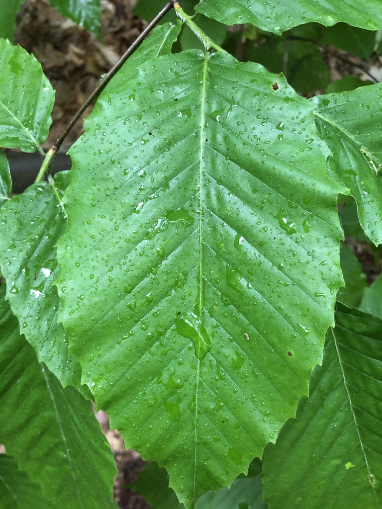 beech family from Lenape Trail, Millburn, NJ, US on May 28, 2020 at 06: ...