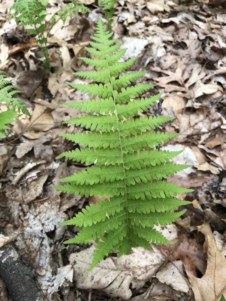 New York fern from Lenape Trail, Millburn, NJ, US on May 28, 2020 at 07 ...
