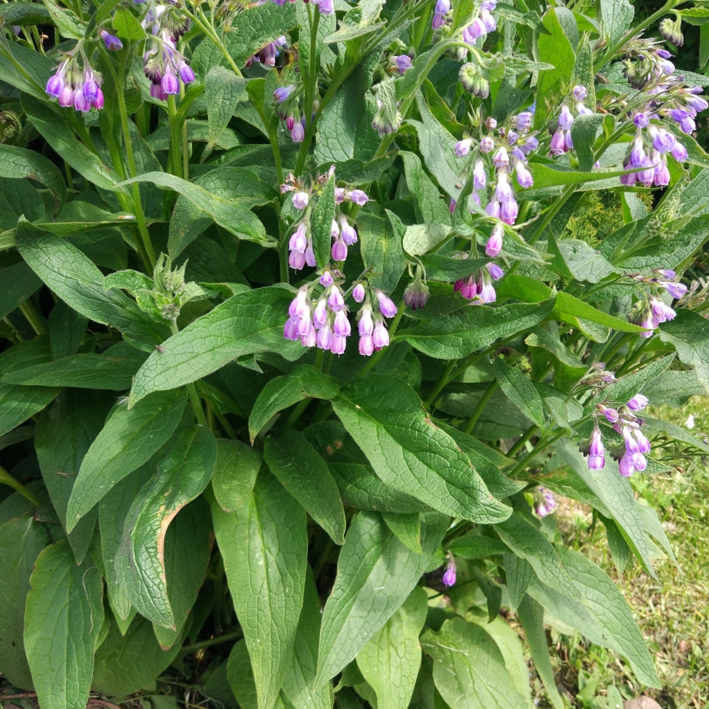 Symphytum officinale from Партизанский район, Минск, Беларусь on May 28 ...