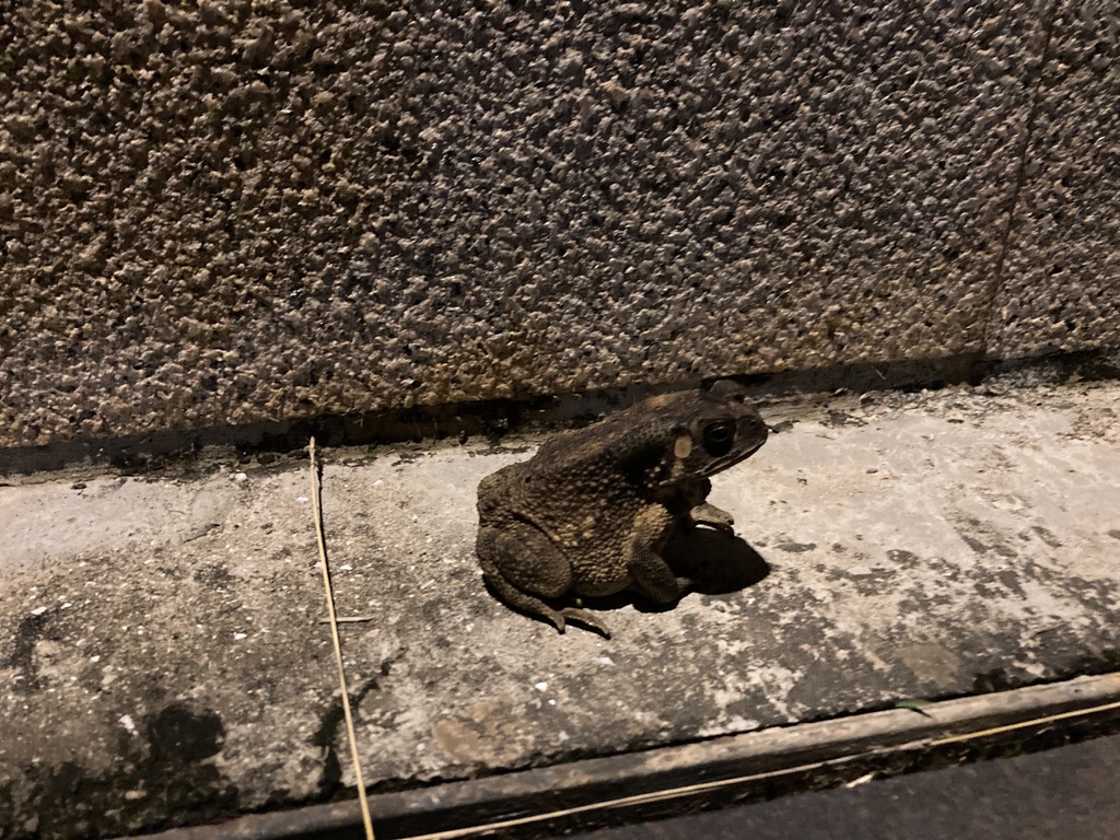 Asian Common Toad from 金門, 金城鎮, TW on May 28, 2020 at 08:30 PM by ...
