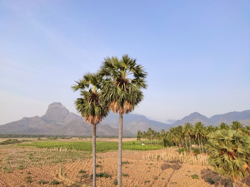 Photo 75542532, (c) Venkatesh Ramanujam, all rights reserved, uploaded ...