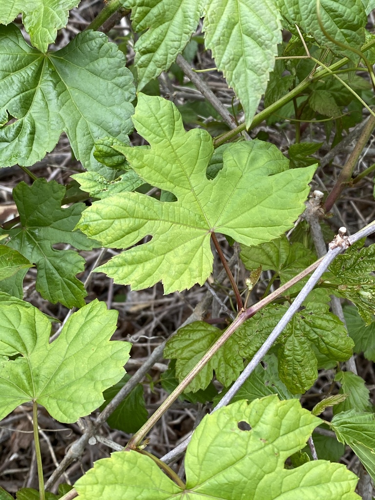 Porcelain Berry from Borderland State Park, Sharon, MA, US on May 28 ...