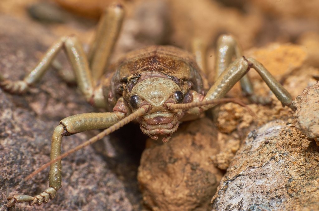 Chinchemolle from San José de Maipo, Región Metropolitana, Chile on ...