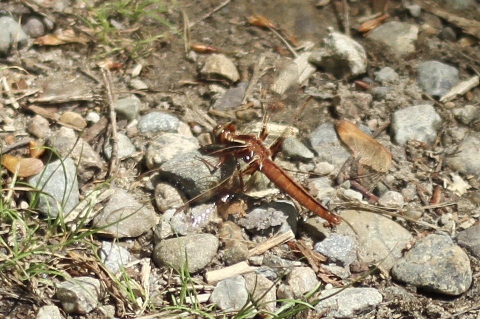 White Corporal from Sharon, MA, USA on May 28, 2020 at 10:05 AM by Will ...
