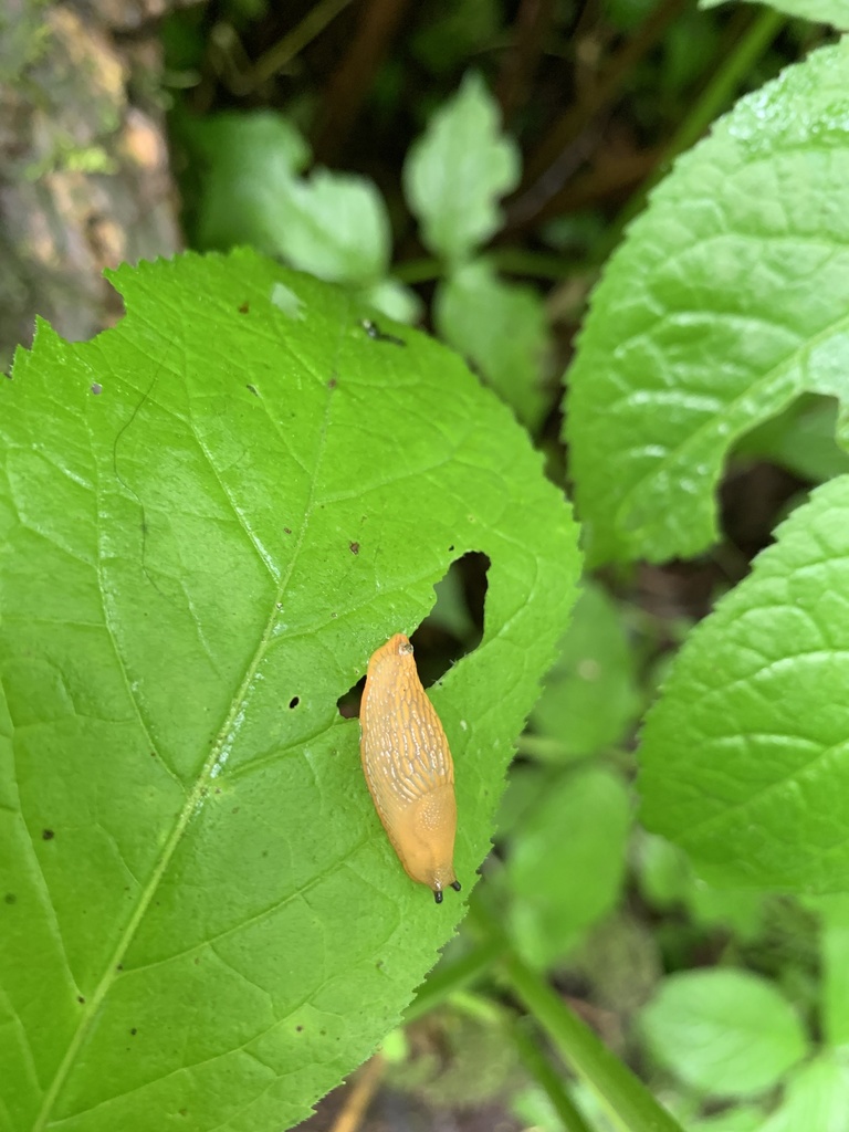 ater-group Arion Slugs from Yost Park, Edmonds, WA, US on May 21, 2020 ...
