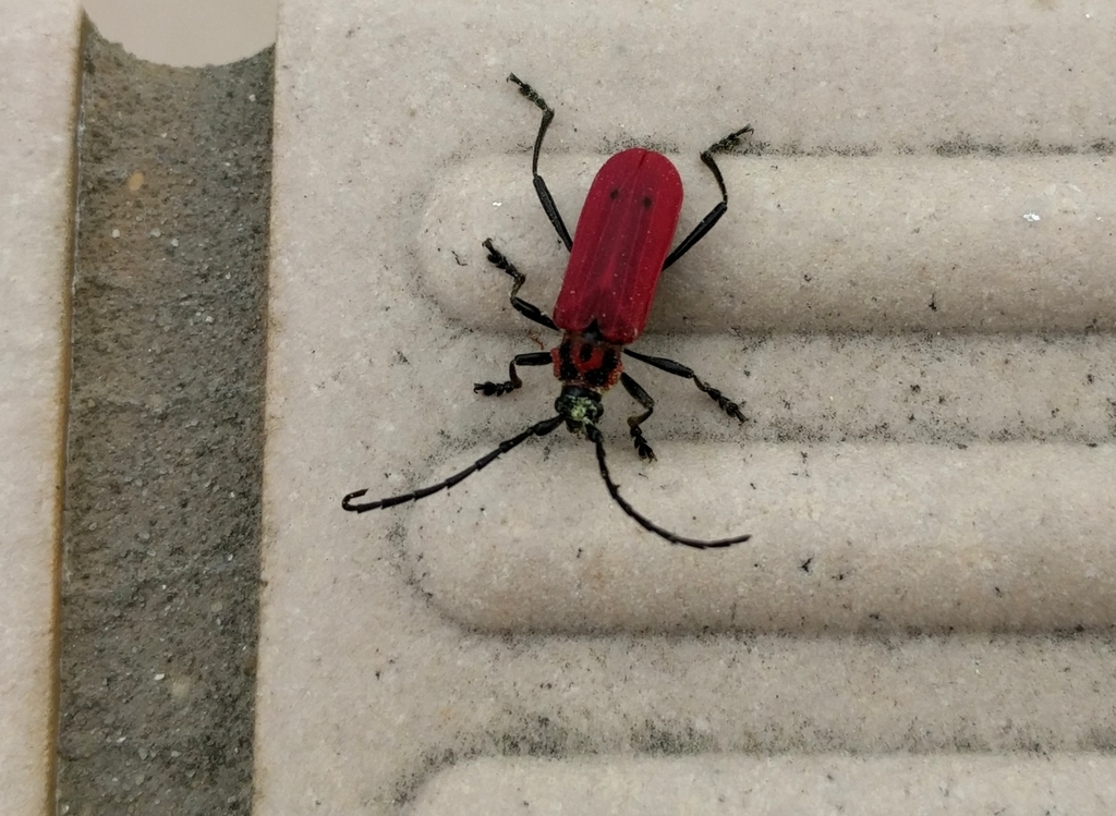 Purpuricenus in May 2017 by richardc · iNaturalist