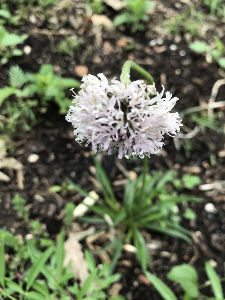 Barbara's-buttons from N Farm Rd 101, Springfield, MO, US on May 28 ...